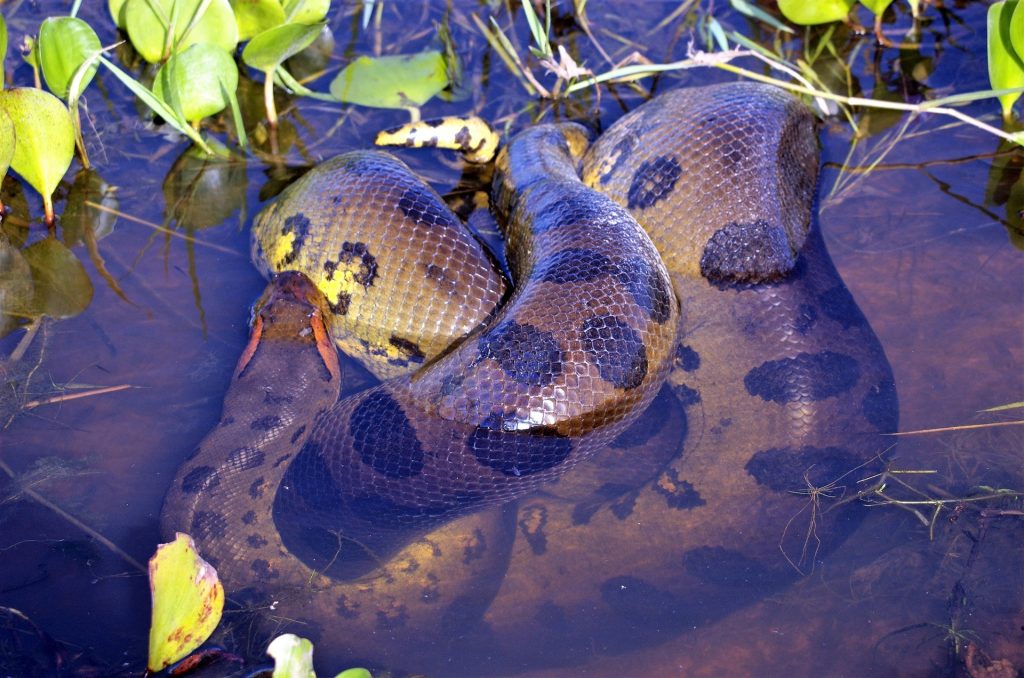 Are there snakes in Diani Beach? - Spoonyo