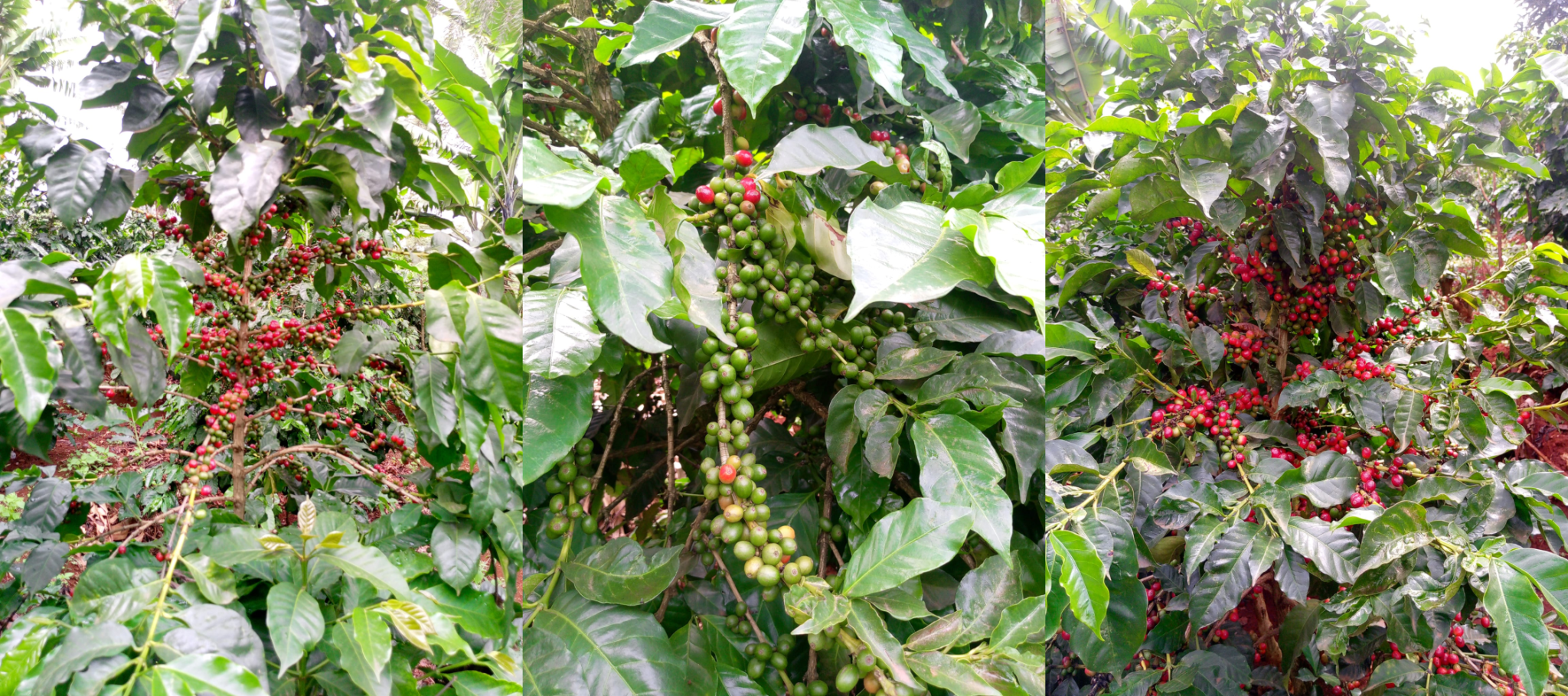 Which Coffee Grade Is Best In Kenya? - Spoonyo