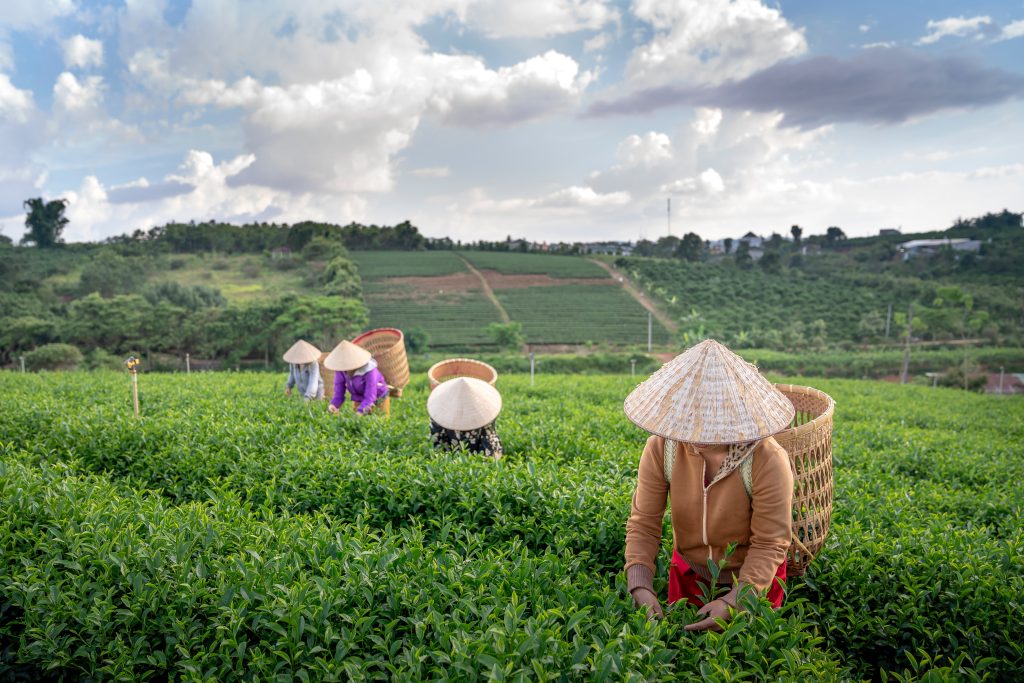 Where Does USA Import Tea From? - Spoonyo