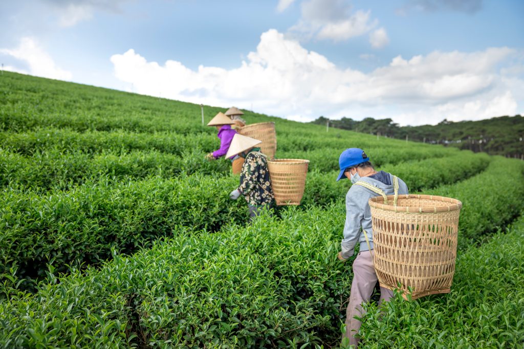 What Are The Benefits Of Tea Farming? - Spoonyo