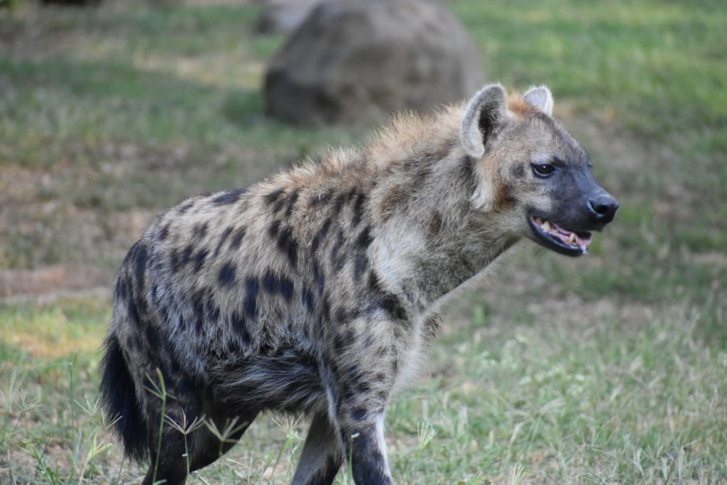 Hyena Survival Guide: How To Survive A Hyena Attack - Spoonyo