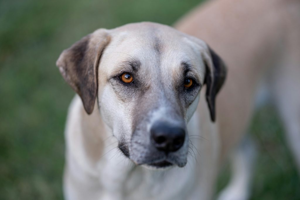 10 Common Coat Colors For The Mutina Dog Breed In Kenya - Spoonyo