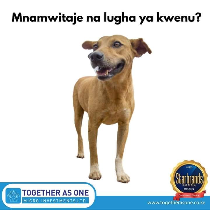 Mutina Dog Breed Comprehensive Guide - Spoonyo