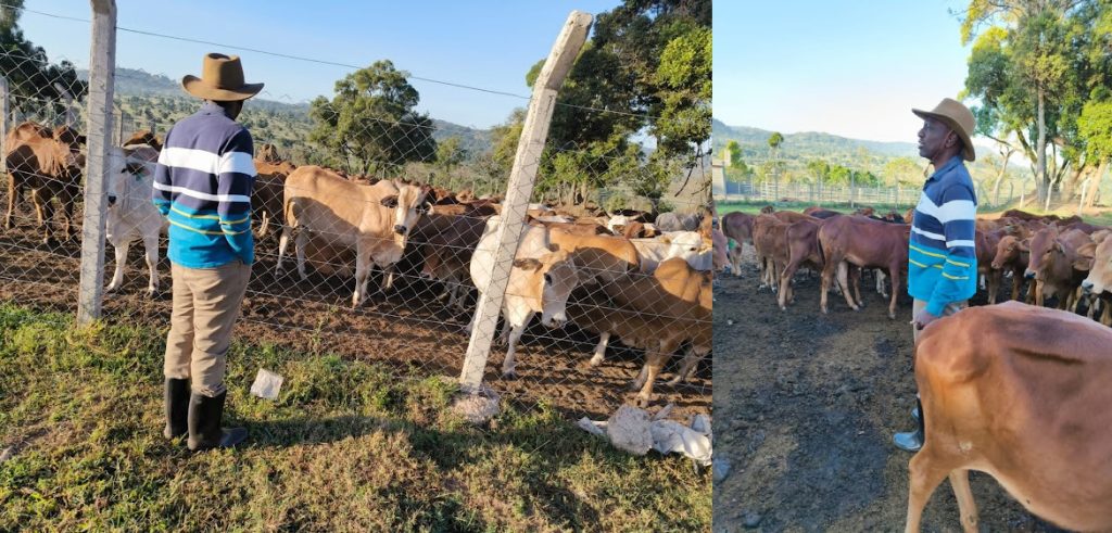 Ruto Kilgoris Home: A New Centre Of Power in Narok County - Spoonyo